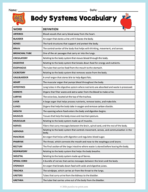 Body Systems Vocabulary - Free Printable Terms and Definitions