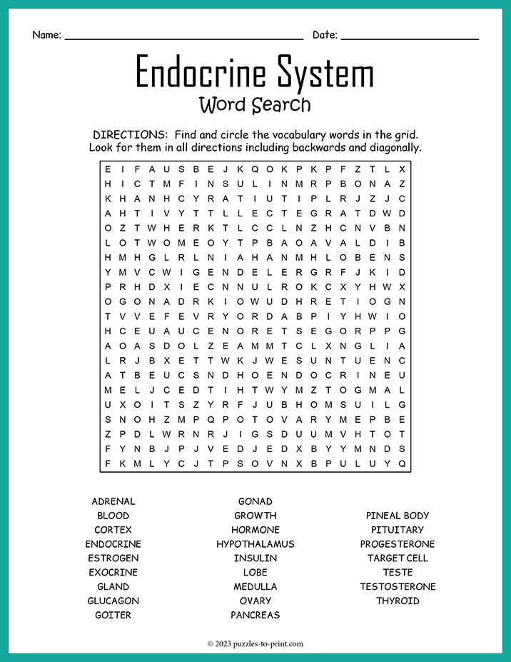Endocrine System Word Search