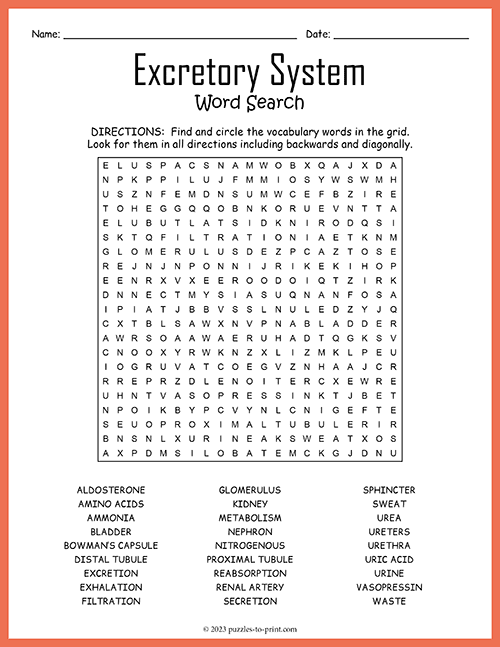 Excretory System Word Search