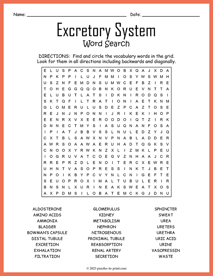 Excretory System Word Search