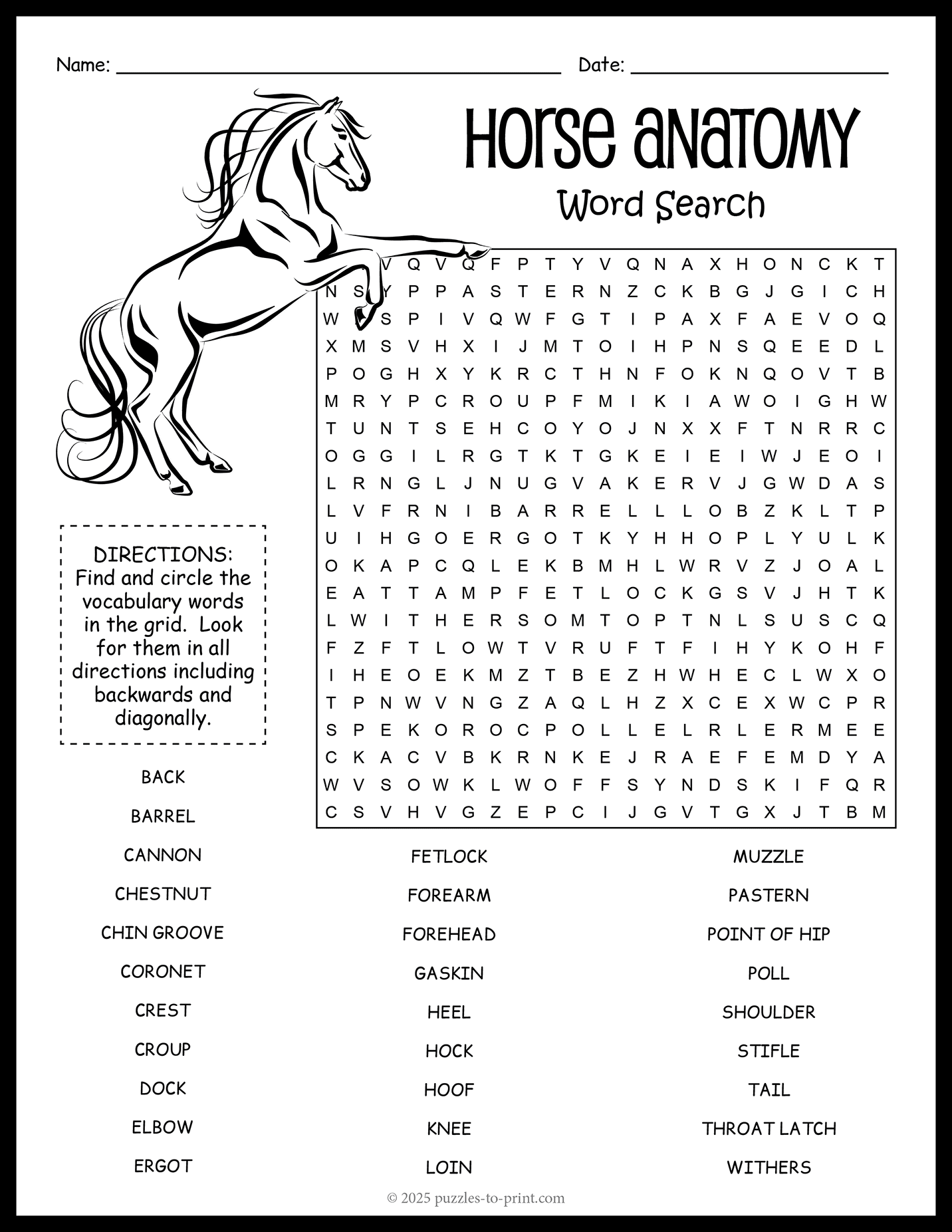 Horse Anatomy Word Search - Free Printable (Easy & Challenging)