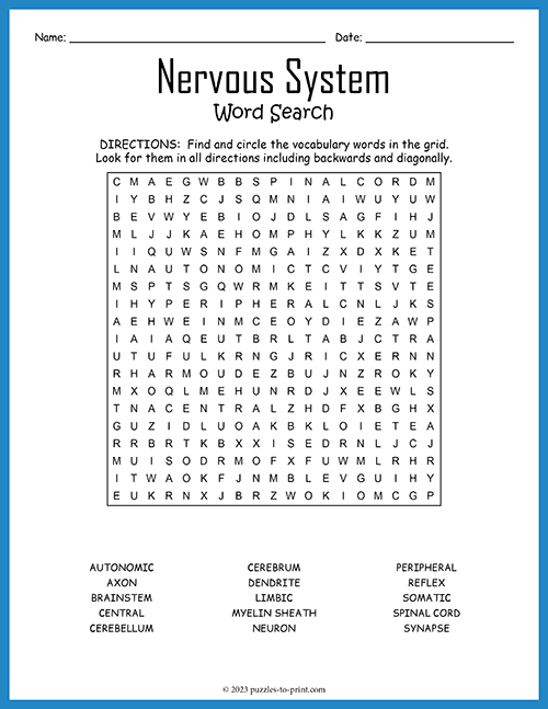 Nervous System Word Search
